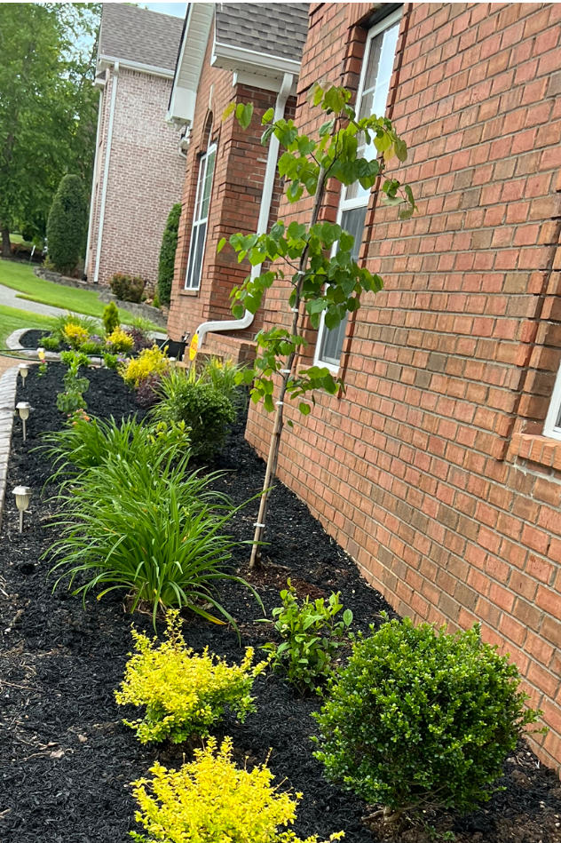 Cascading Hearts Redbud Trees for Sale | FastGrowingTrees.com