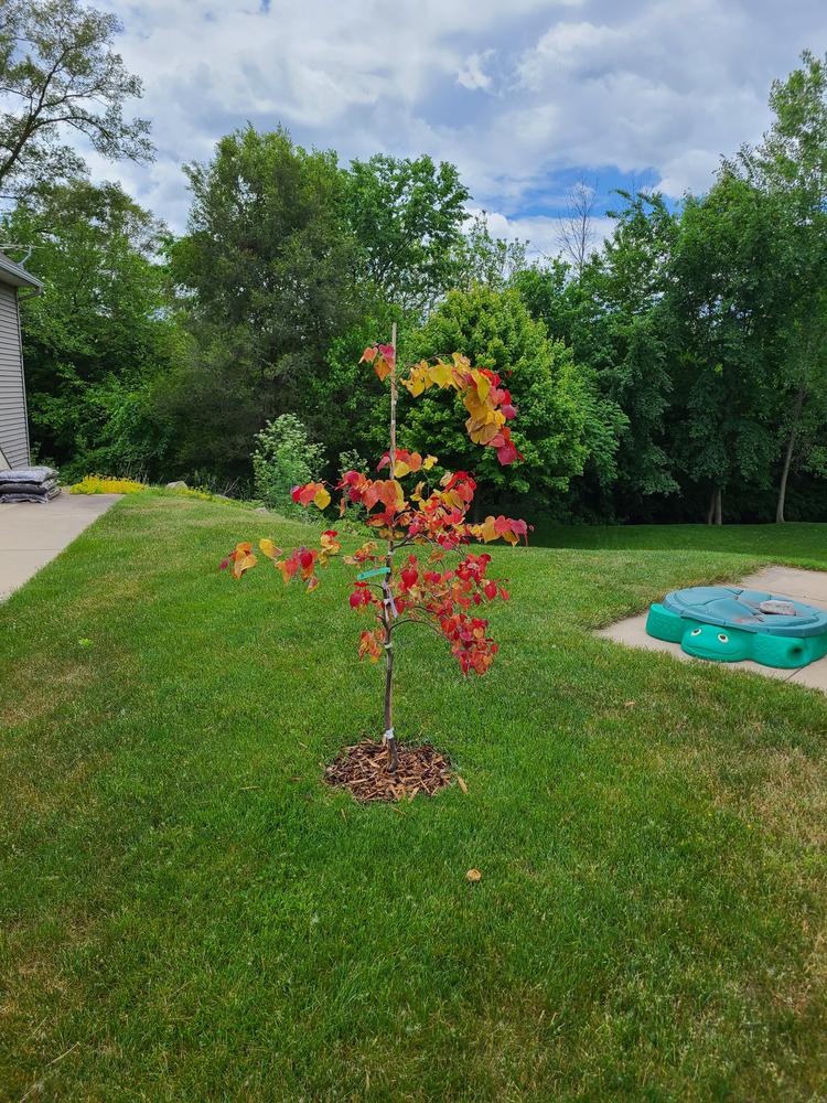 Flame Thrower® Redbud Trees for Sale | FastGrowingTrees.com