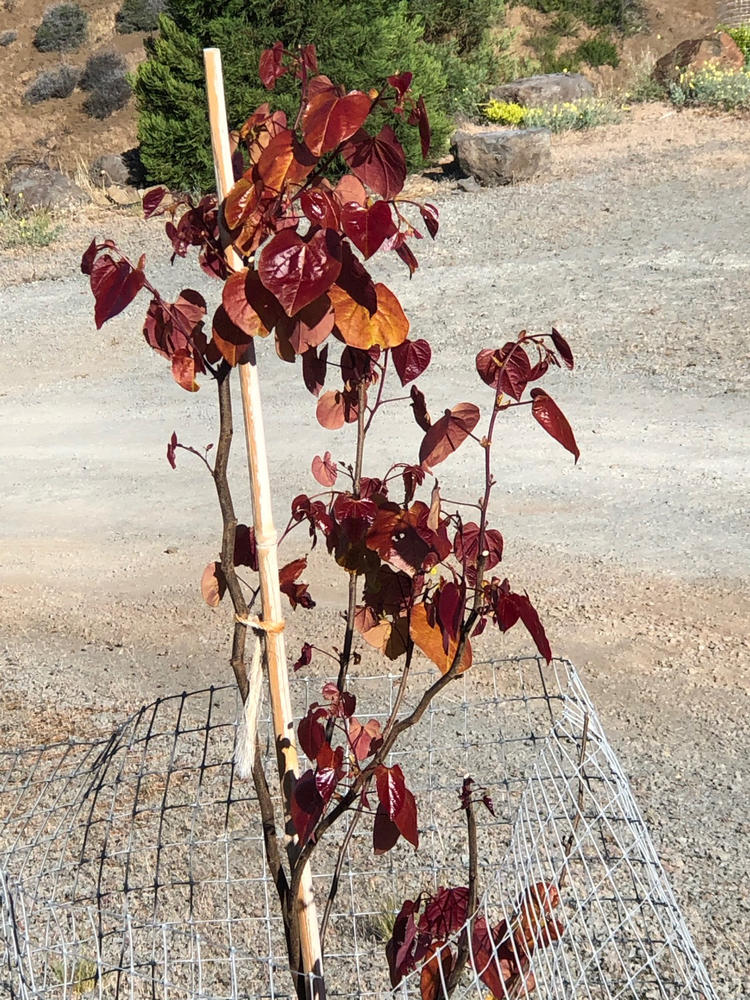 Flame Thrower® Redbud Trees for Sale | FastGrowingTrees.com