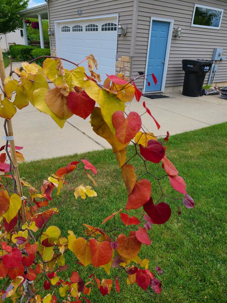 Flame Thrower® Redbud Trees for Sale | FastGrowingTrees.com