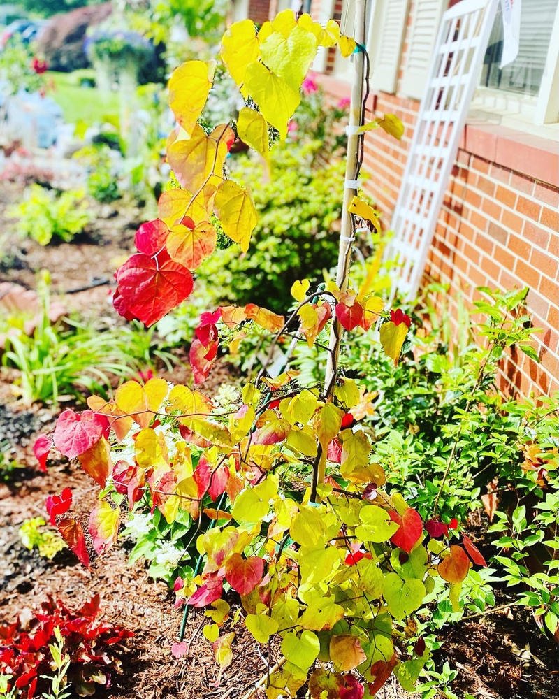 Flame Thrower® Redbud Trees for Sale | FastGrowingTrees.com