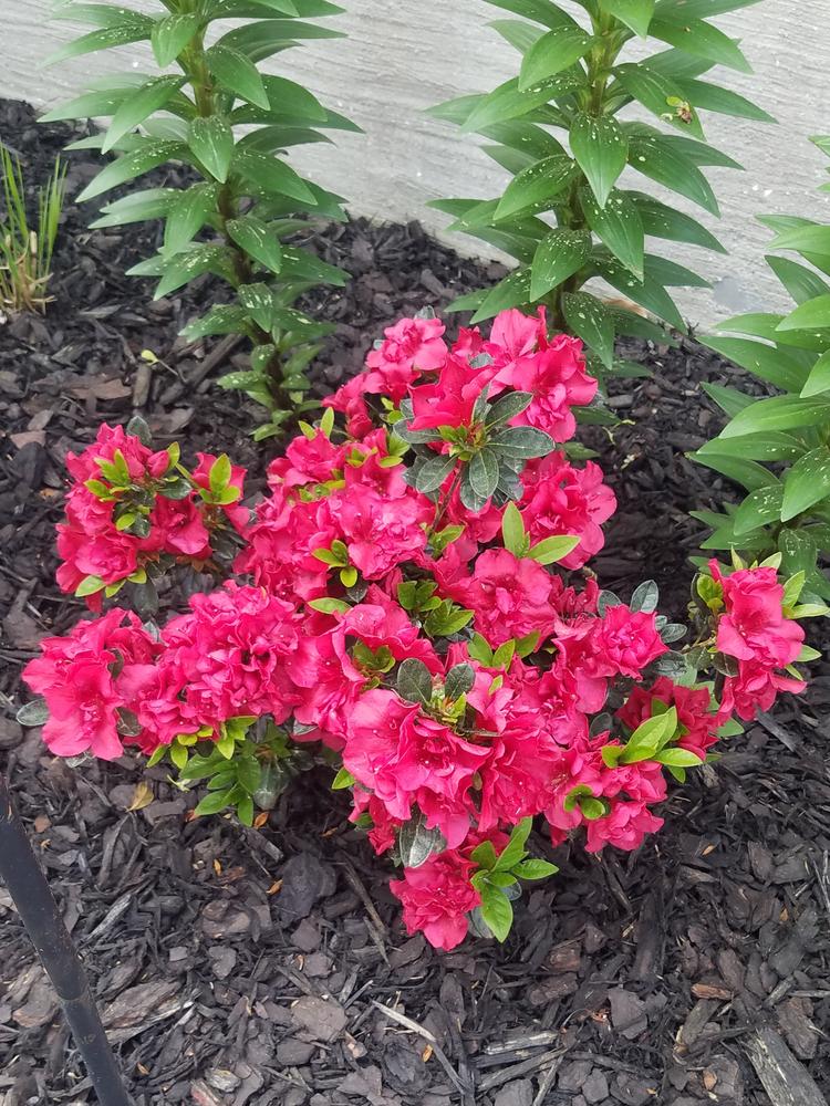 Autumn Fire™ Encore® Azalea Shrubs for Sale – FastGrowingTrees.com