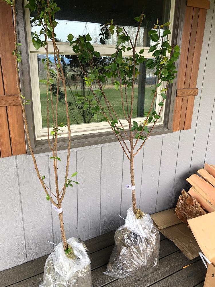Chinese Mormon Apricot Trees for Sale | FastGrowingTrees.com