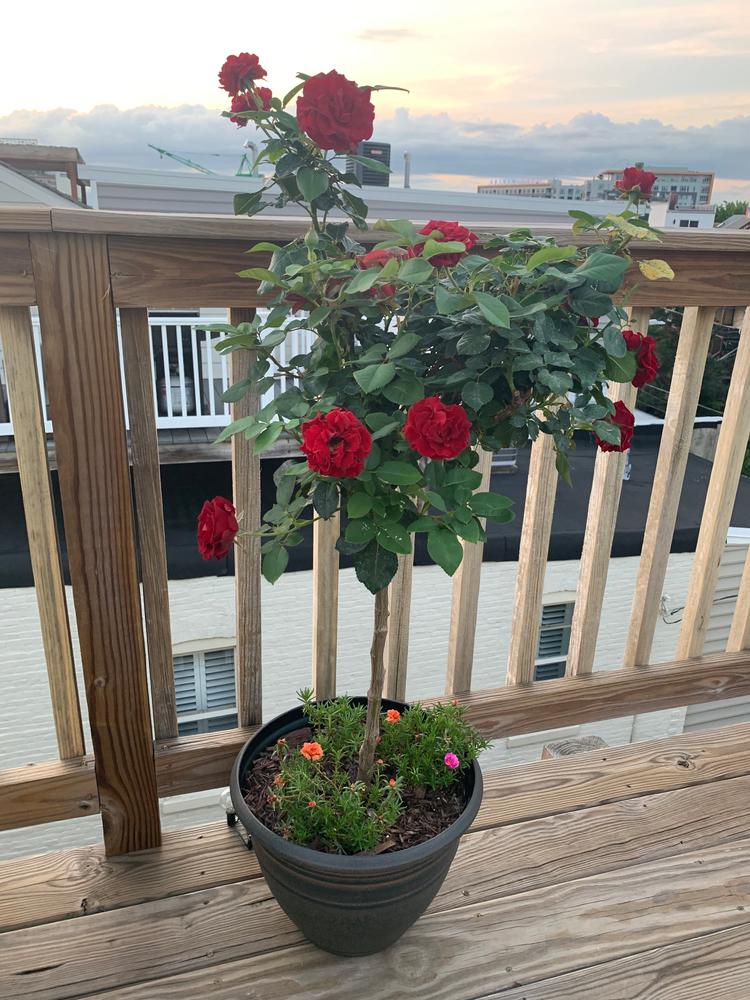 Dancing in the Dark™ Rose Trees for Sale – FastGrowingTrees.com