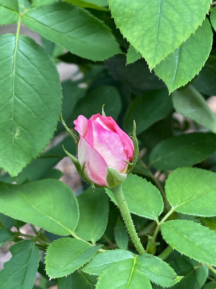 Marc Chagall™ Rose Trees for Sale – FastGrowingTrees.com