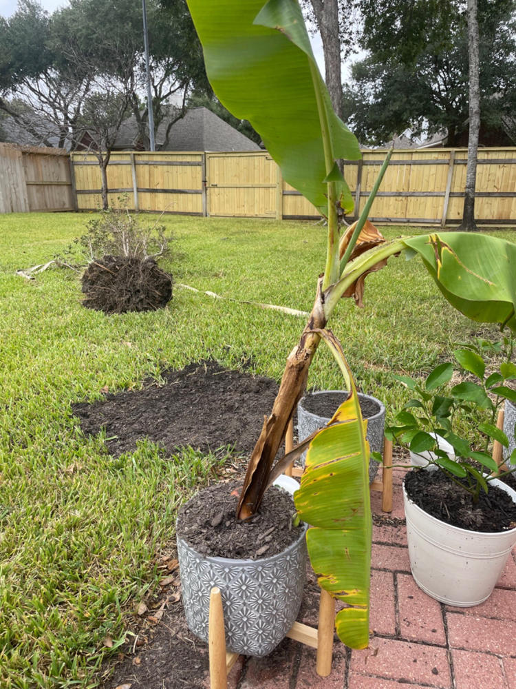 Grand Nain 'Naine' Banana Trees for Sale – FastGrowingTrees.com