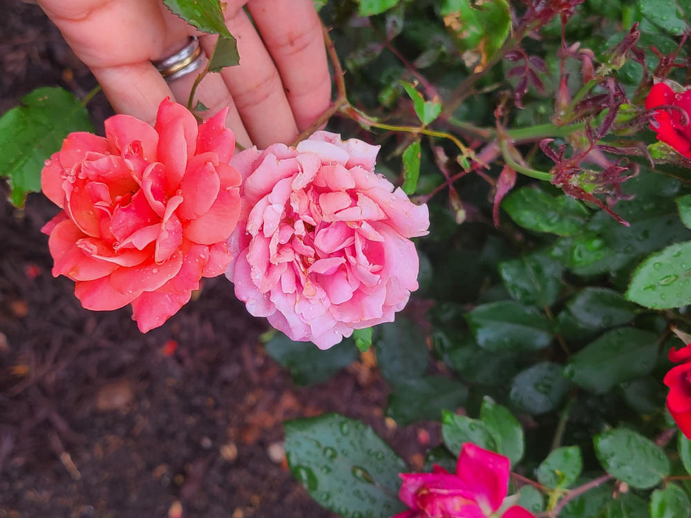 Coral Knock Out® Rose Trees for Sale | FastGrowingTrees.com