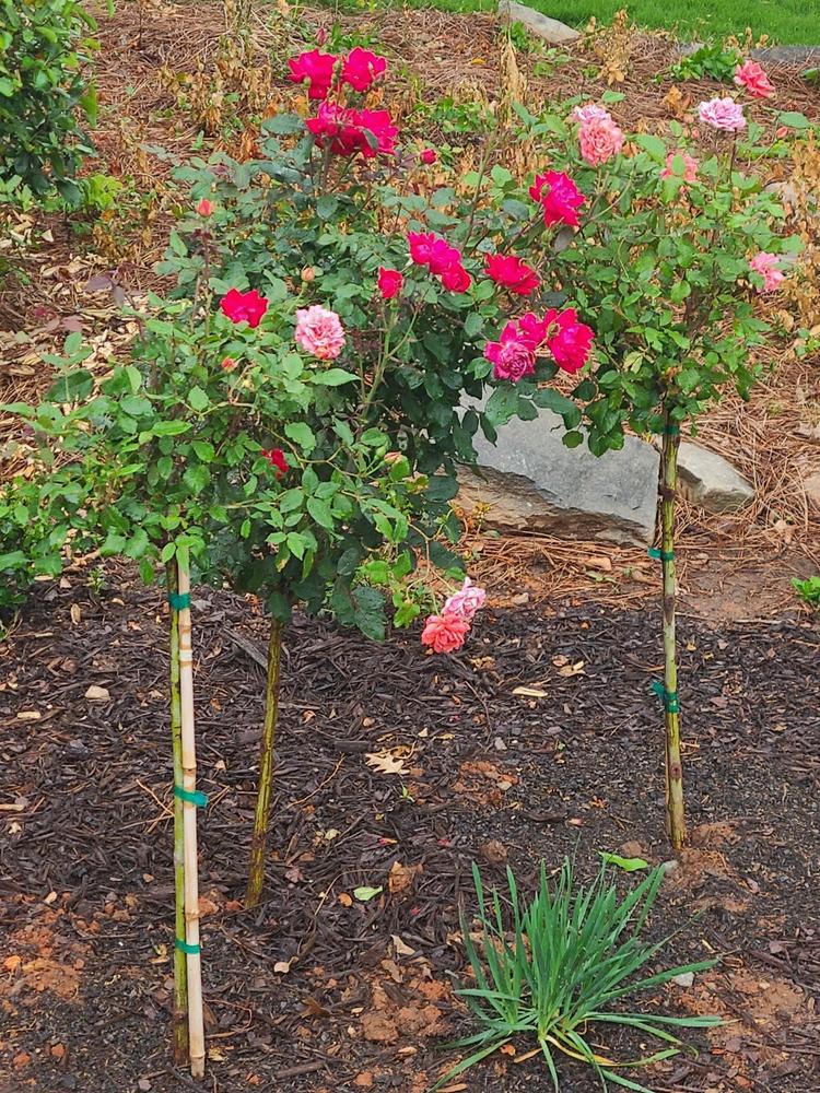 Coral Knock Out® Rose Trees for Sale | FastGrowingTrees.com