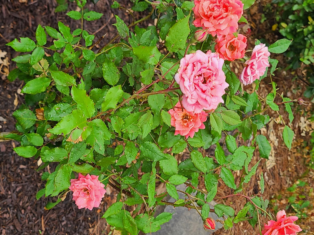 Coral Knock Out® Rose Trees for Sale | FastGrowingTrees.com