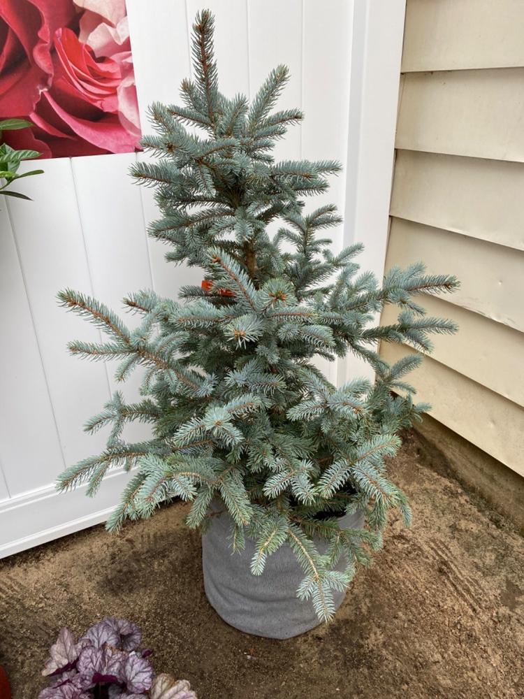 Fat Albert Colorado Blue Spruce Trees for Sale – FastGrowingTrees.com