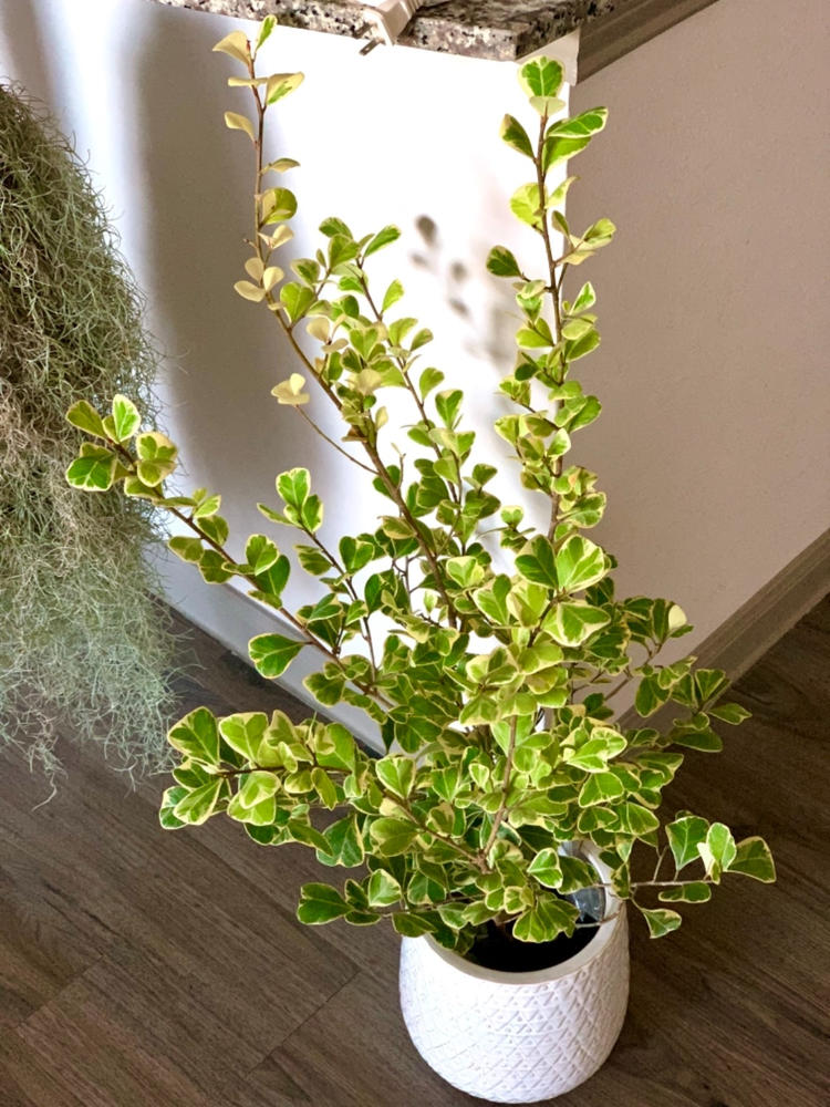Variegated Triangle Ficus Plants for Sale – FastGrowingTrees.com