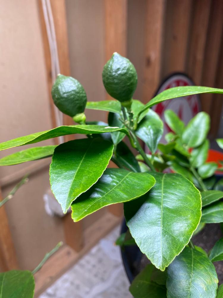 Lemon-Lime Citrus Bushes for Sale | FastGrowingTrees.com