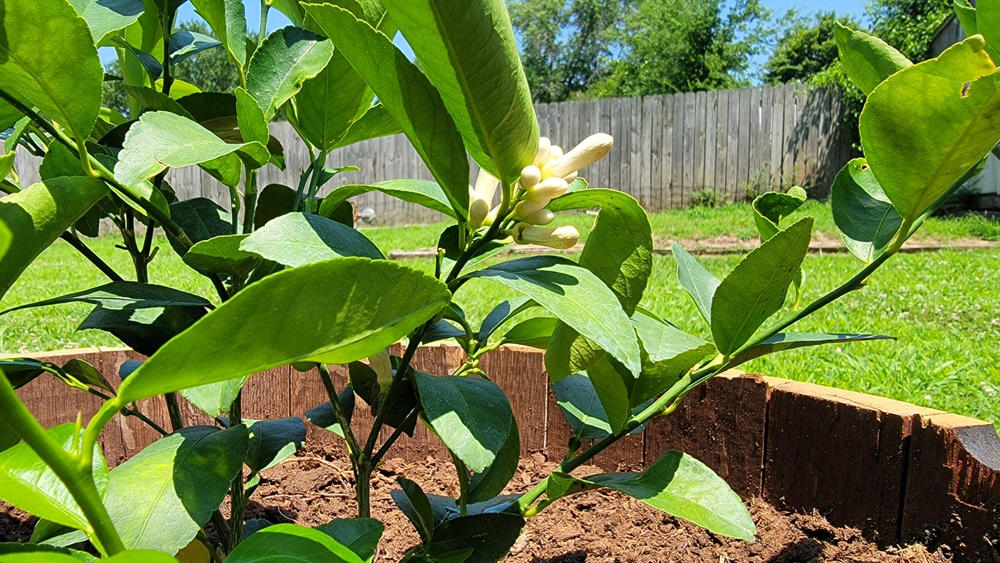 Lemon-Lime Citrus Bushes for Sale | FastGrowingTrees.com