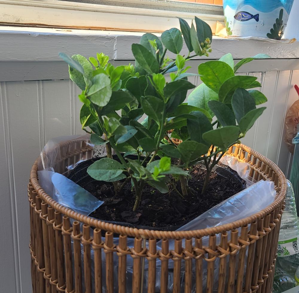 Lemon-Lime Citrus Bushes for Sale | FastGrowingTrees.com