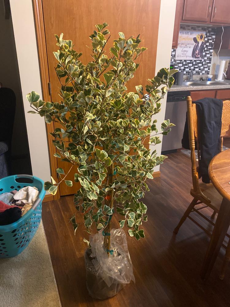 Variegated Triangle Ficus Trees for Sale – FastGrowingTrees.com