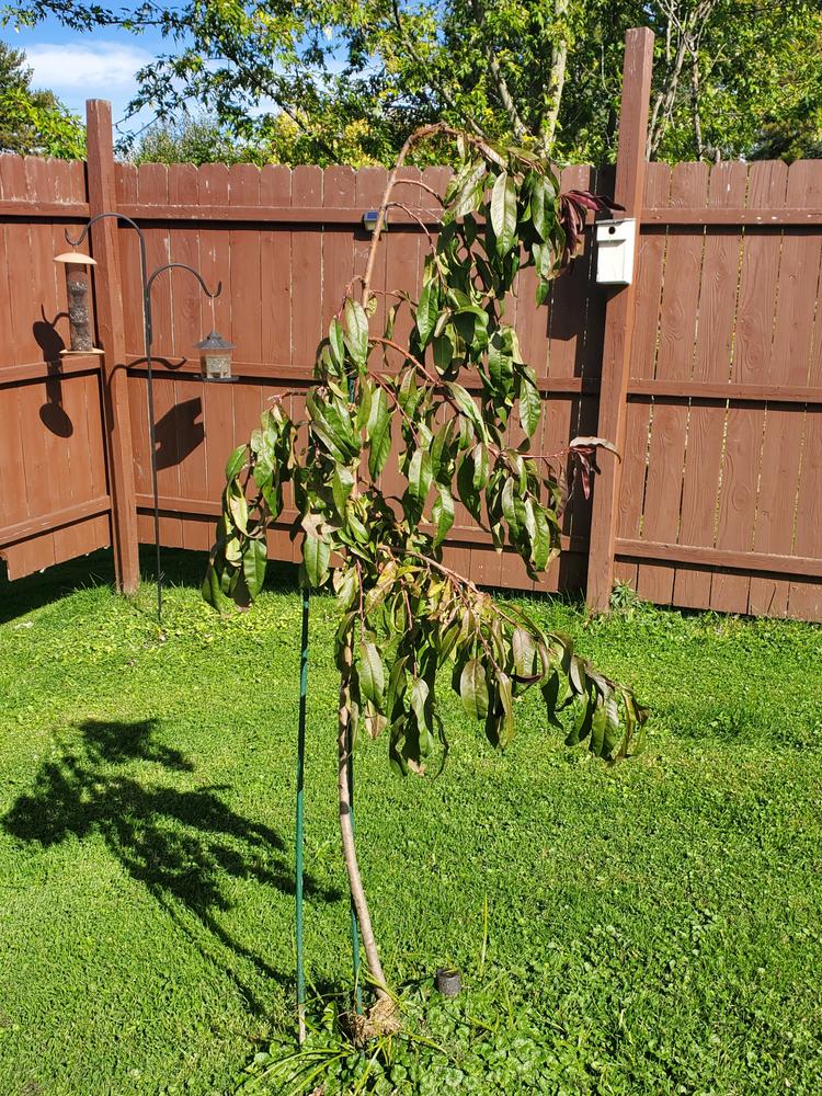 Crimson Cascade Weeping Peach Trees for Sale – FastGrowingTrees.com