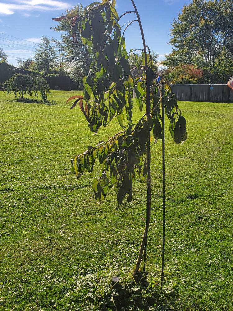 Crimson Cascade Weeping Peach Trees for Sale – FastGrowingTrees.com