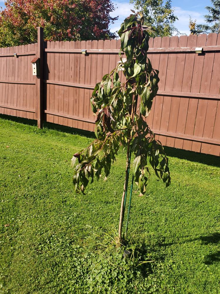 Crimson Cascade Weeping Peach Trees for Sale – FastGrowingTrees.com