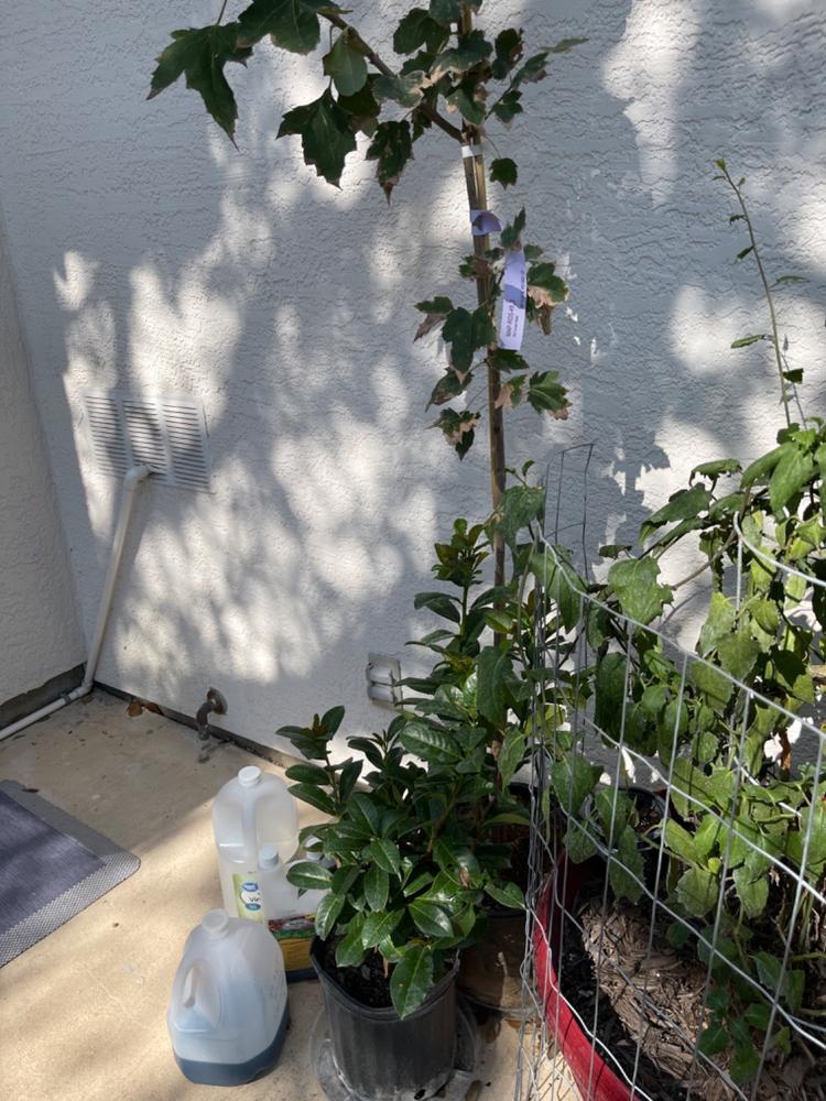 Volcano Cherry Laurels for Sale – FastGrowingTrees.com