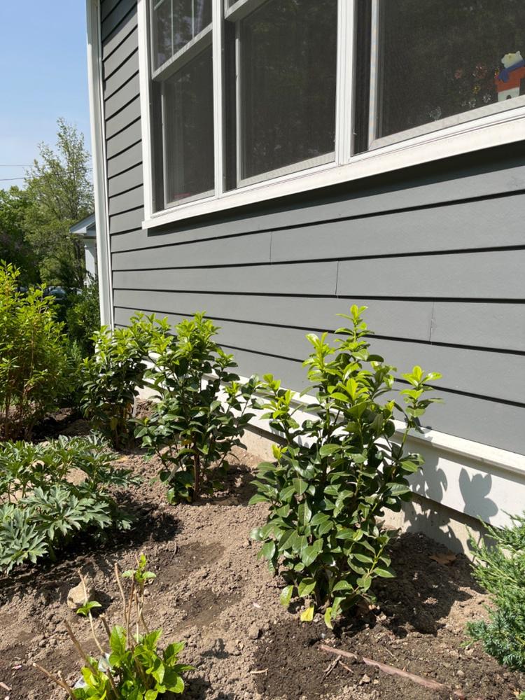 Volcano Cherry Laurels for Sale – FastGrowingTrees.com