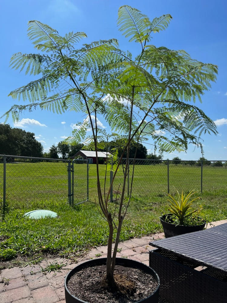 Jacaranda Trees for Sale – FastGrowingTrees.com