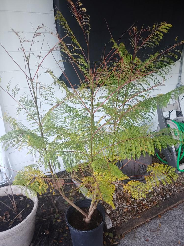 Jacaranda Trees for Sale – FastGrowingTrees.com