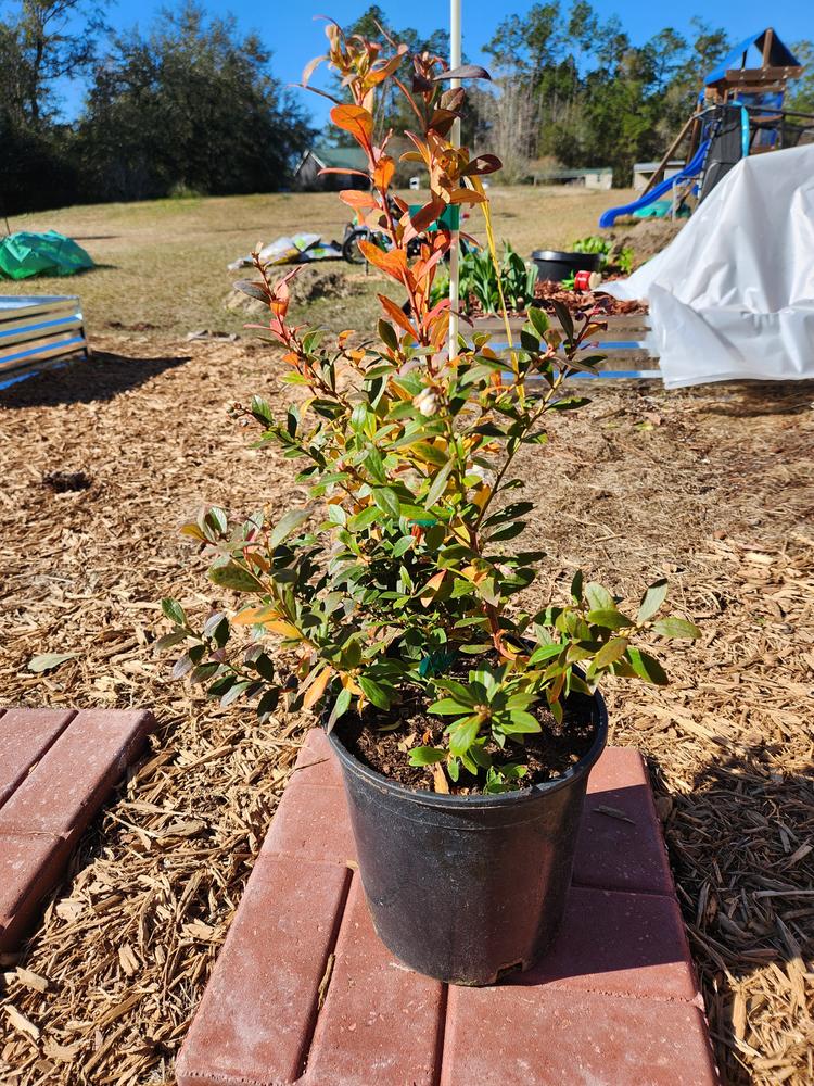 Sunshine Blue Blueberry Bushes for Sale | FastGrowingTrees.com