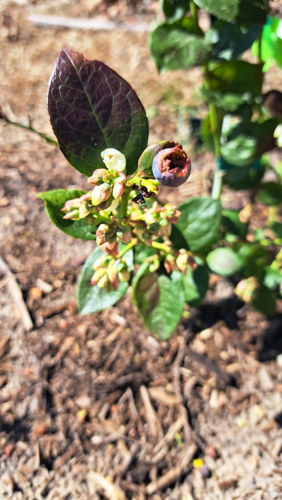 Emerald Blueberry Bushes for Sale | FastGrowingTrees.com