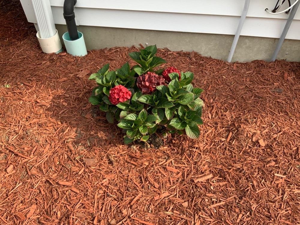 Cherry-Go-Round™ Hydrangeas for Sale l FastGrowingTrees.com