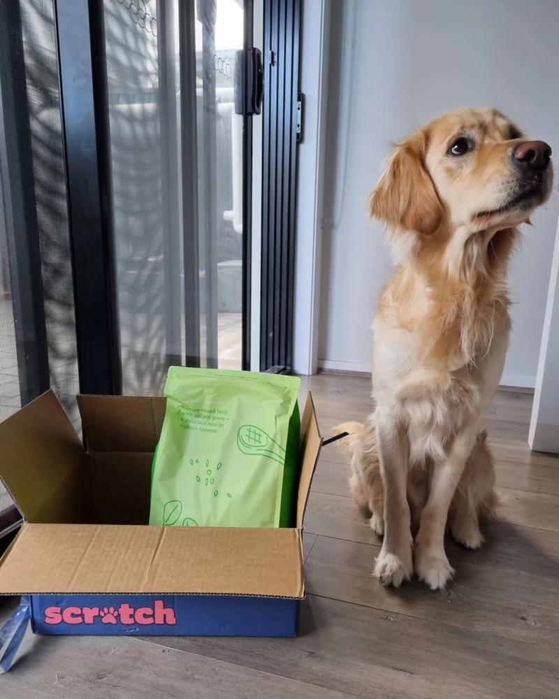 Dog Food Reviews 🐶 | Scratch Pet Food