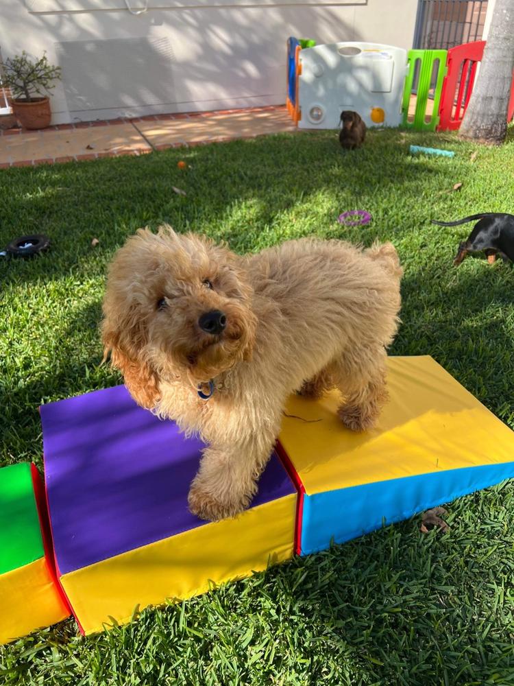 Dog Food Reviews 🐶 | Scratch Pet Food