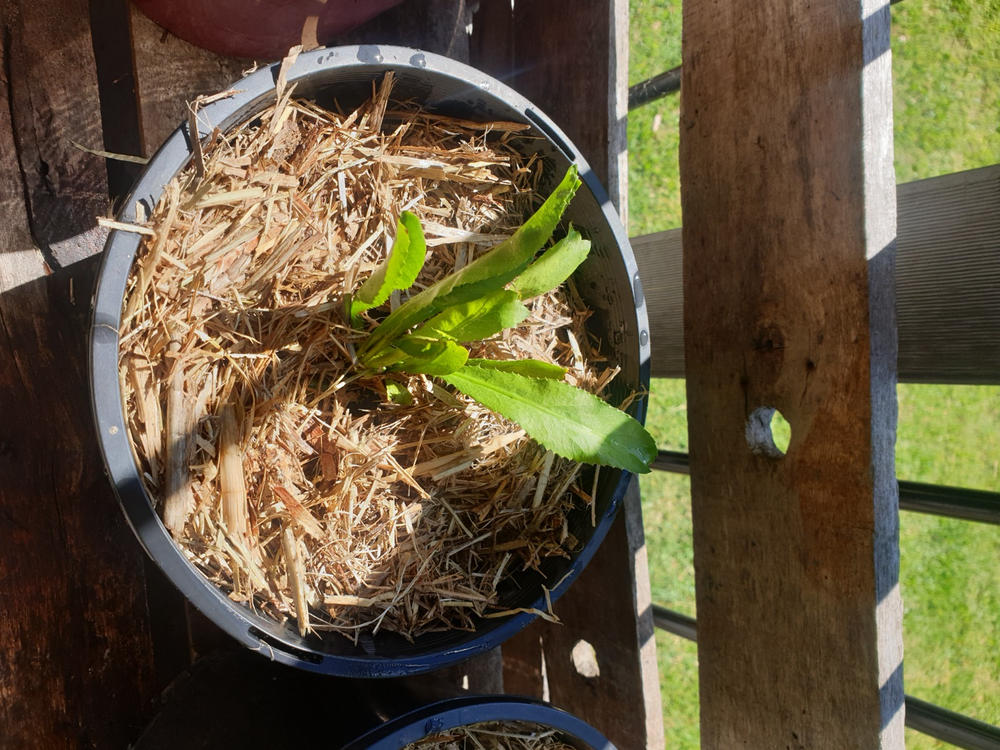 Organic Coriander Perennial (Sawtooth/Mexican) | Eryngium foetidum
