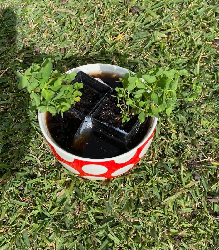 Organic Radium Weed (aka Petty Spurge) | Euphorbia peplus Plant