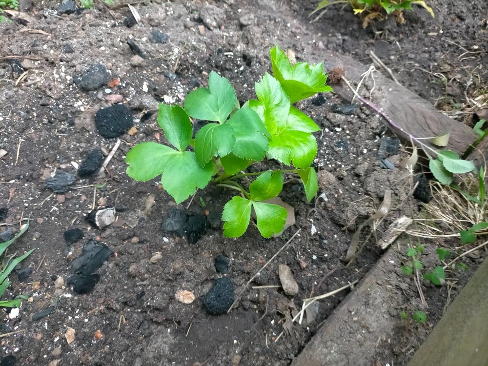 Ashitaba | Angelica keiskei koidzumi Plant – Mudbrick Herb Cottage