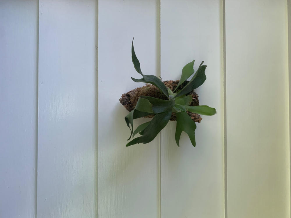 Staghorn Fern Cork Mount - Wall Hanging Platycerium - Pistils Nursery