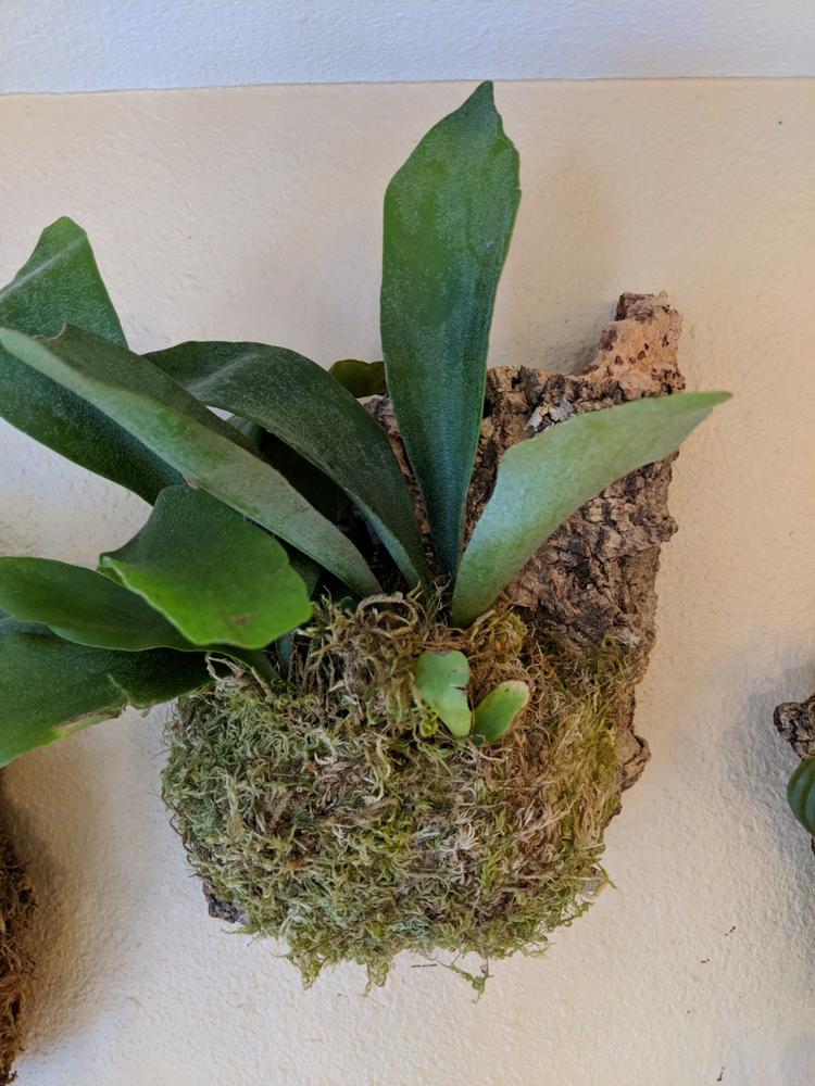 Staghorn Fern Cork Mount - Wall Hanging Platycerium - Pistils Nursery