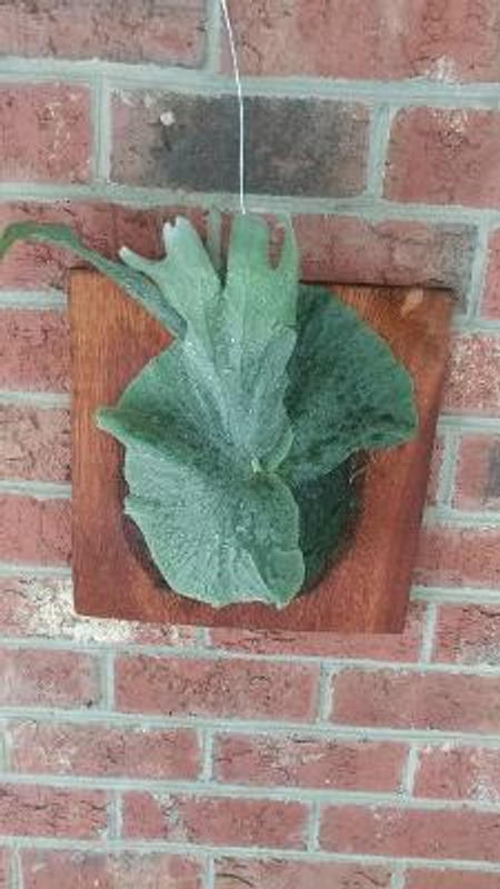 Mounted Moosehorn Fern - Shop Staghorn Ferns - Pistils Nursery