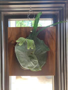 Mounted Moosehorn Fern - Shop Staghorn Ferns - Pistils Nursery