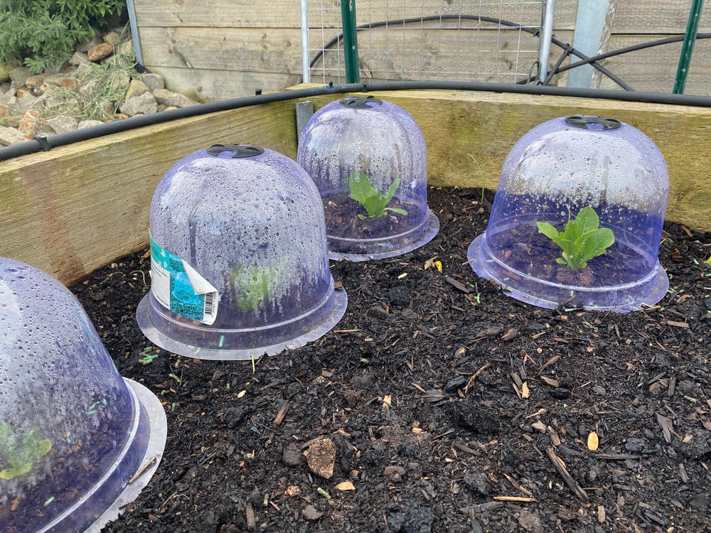 Extra Large Garden Cloche | Fasci Garden