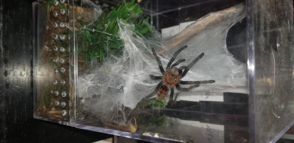 Extra Large Dubia Roaches » DubiaRoaches.com