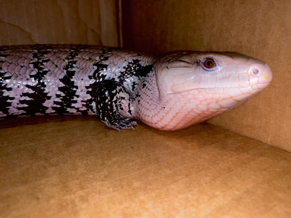 Extra Large Dubia Roaches » DubiaRoaches.com