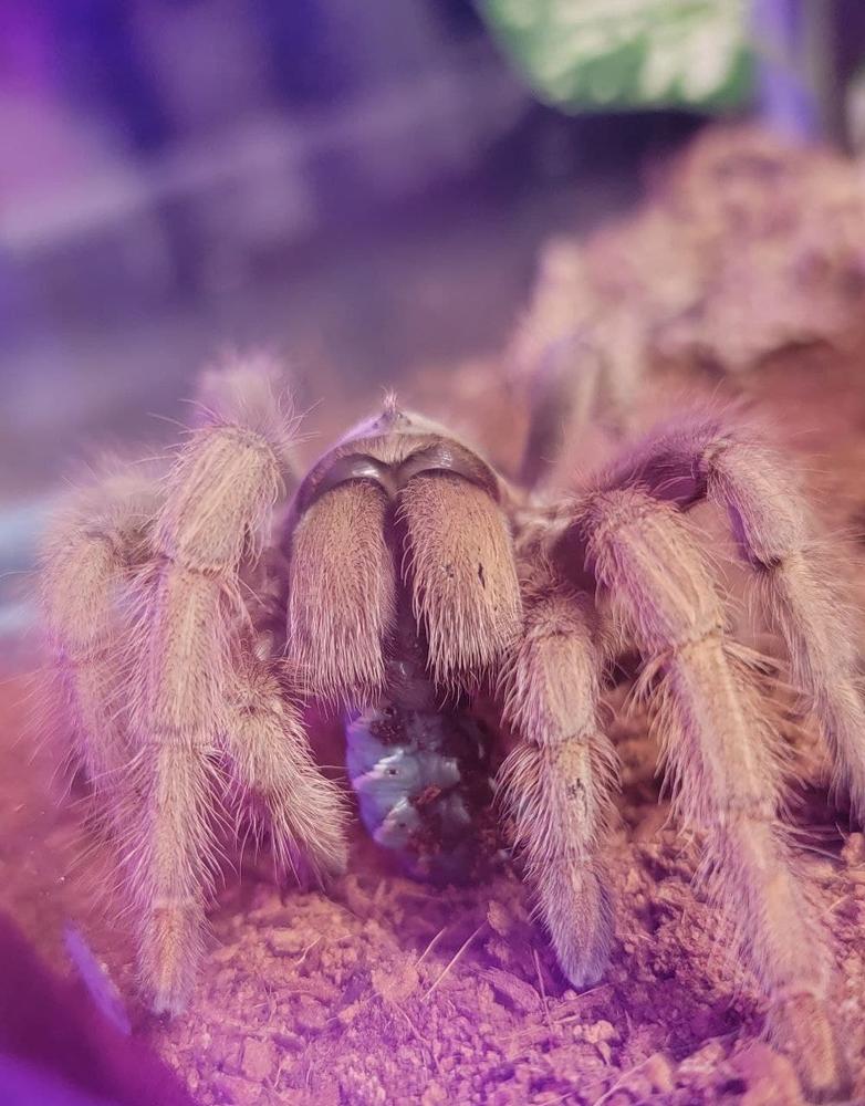 Extra Large Dubia Roaches For Sale | Dubia.com