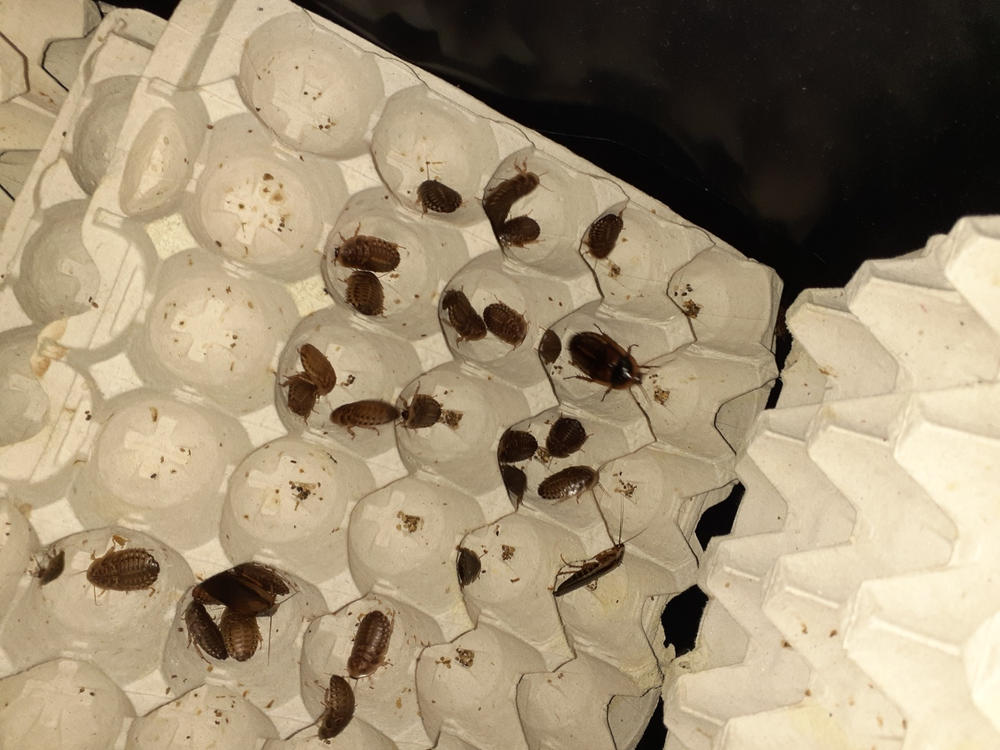 Extra Large Dubia Roaches » DubiaRoaches.com