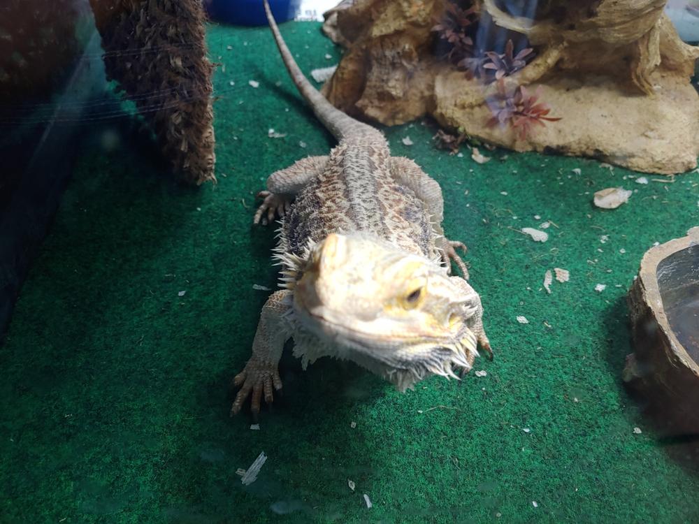 Extra Large Dubia Roaches For Sale | Dubia.com