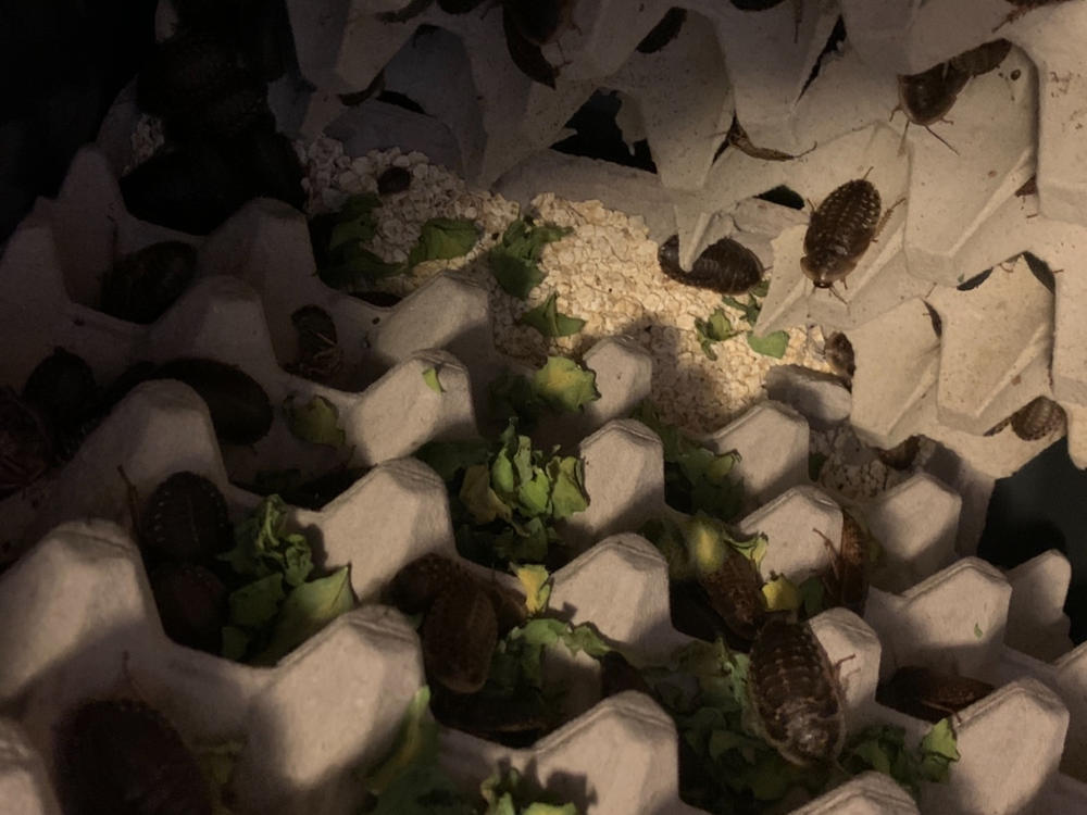 Extra Large Dubia Roaches for Sale | DubiaRoaches.com