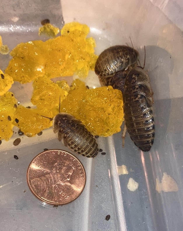 Extra Large Dubia Roaches For Sale | Dubia.com