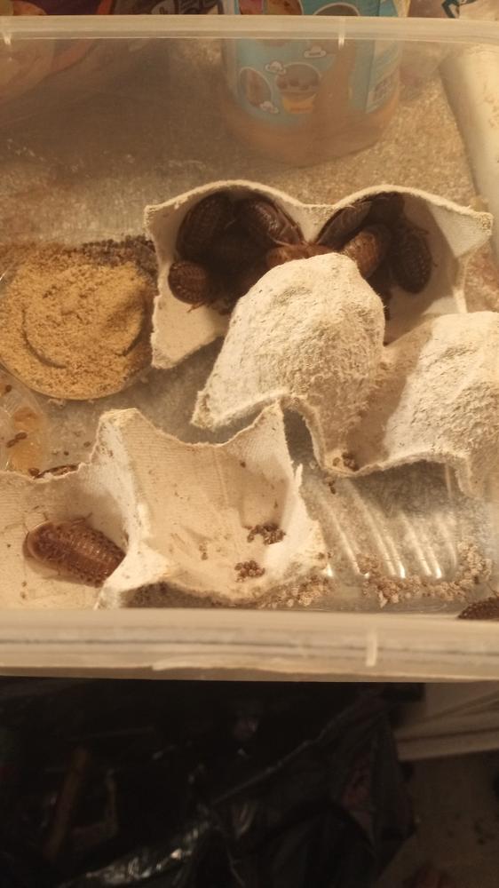 Extra Large Dubia Roaches » DubiaRoaches.com