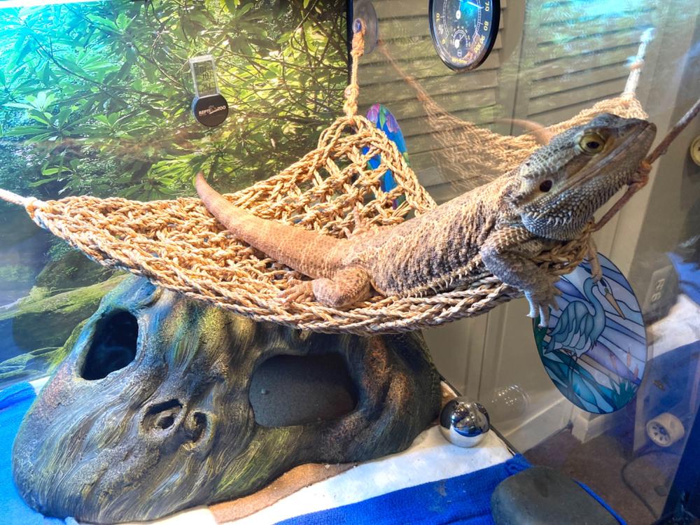 Large Dubia Roaches For Sale | Dubia.com