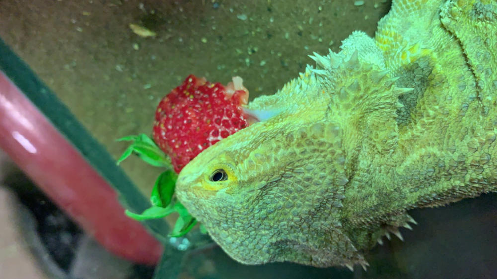 Large Dubia Roaches for Sale Online | DubiaRoaches.com