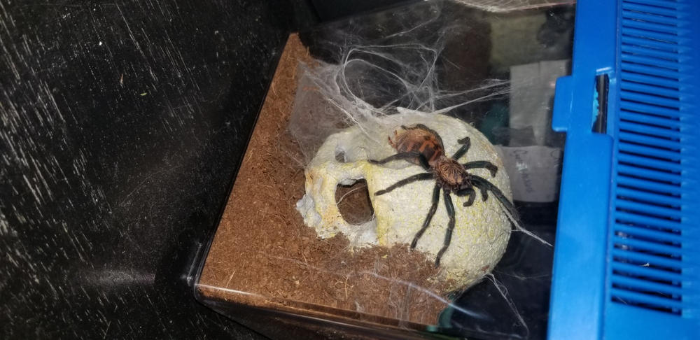 Large Dubia Roaches for Sale Online | DubiaRoaches.com